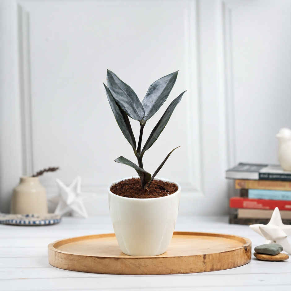 Bloom Baby ZZ Plant in Magnet Pot - Buy at ₹106 Online | Instant ...