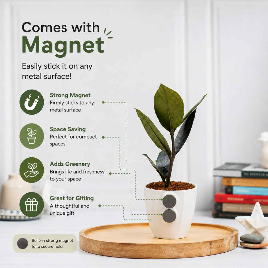 Bloom Baby ZZ Plant in Magnet Pot - Buy at ₹106 Online | Instant ...