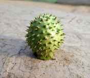 Buy Bel Patra (50g) & Dhatura For Pooja (50g) & Coconut (1pc) & Bel ...