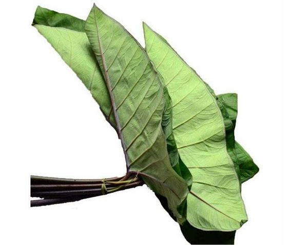 Colocasia Leaves (Arvi Patta) 5 piece - Buy online at ₹22 near me